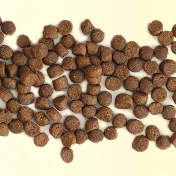 Primitive Feline - Naccogroup